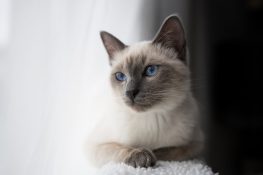 10 Blue Cat Breeds: An Overview (With Pictures) – Healthy Pet Today