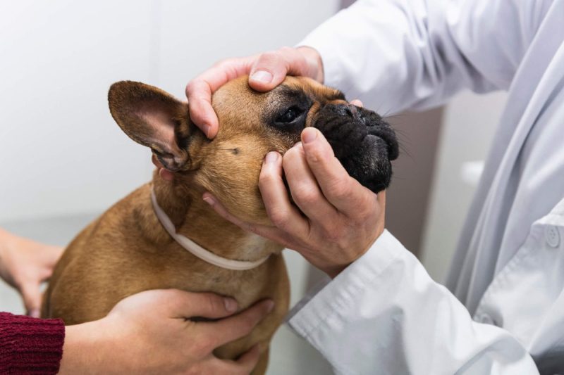 Skin Fold Dermatitis (Intertrigo) in Dogs: Symptoms, Causes ...