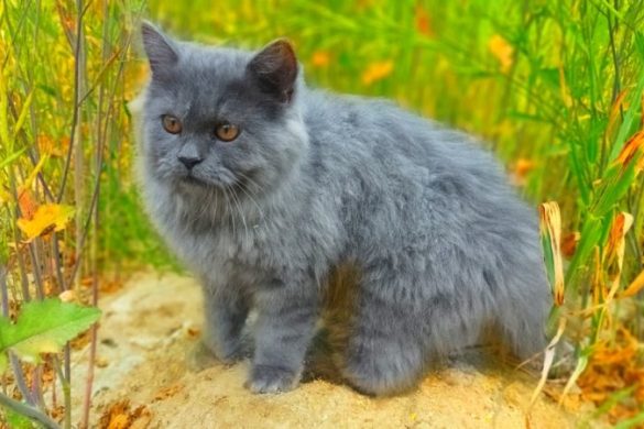 10 Blue Cat Breeds: An Overview (With Pictures) – Healthy Pet Today