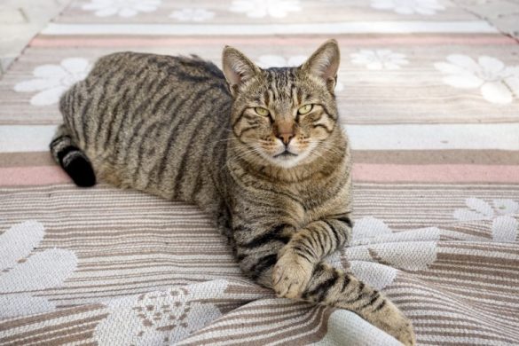 10 Blue Cat Breeds: An Overview (With Pictures) – Healthy Pet Today